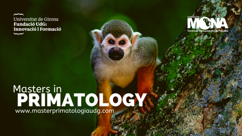 Masters in Primatology | Mona UK